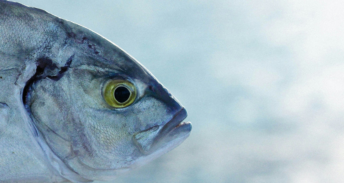 Les Mystères du Poisson d'Avril – Les Poissonneries Odessa