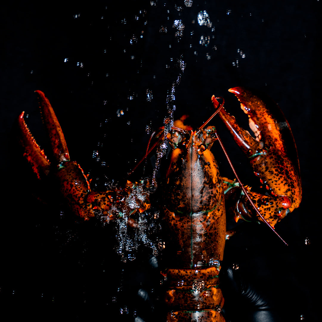 Homard – Les Poissonneries Odessa