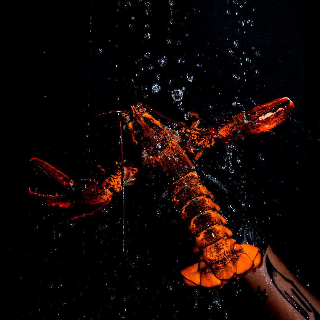 Homard du Québec – Les Poissonneries Odessa